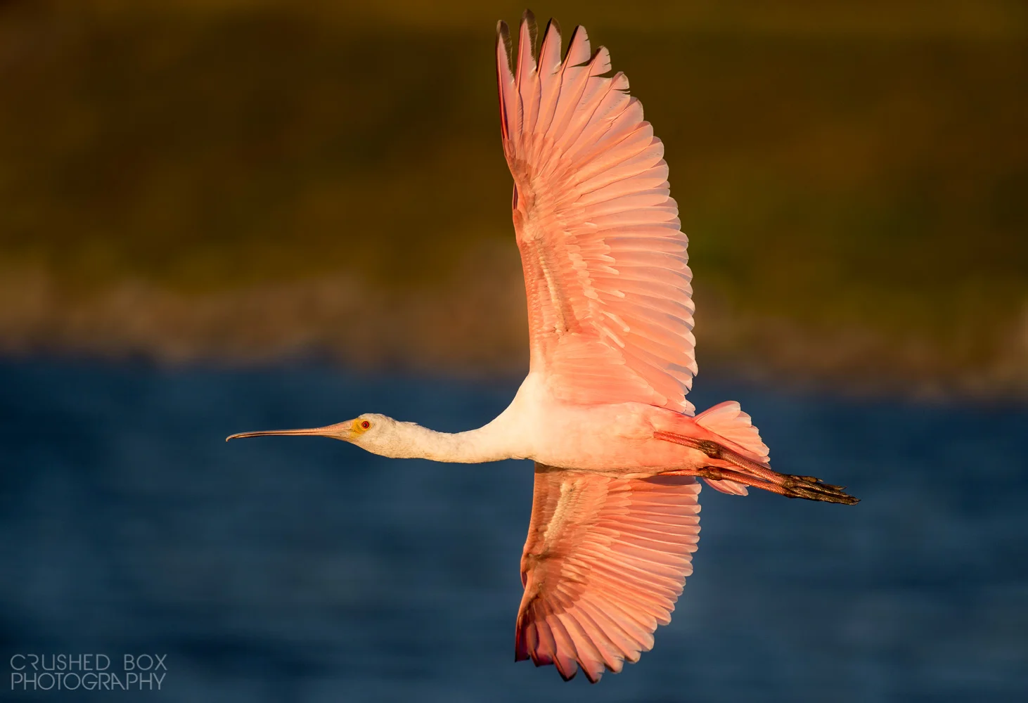 Florida Park and Wading Bird Rookery - A Day Outing — Ray Hennessy Wildlife