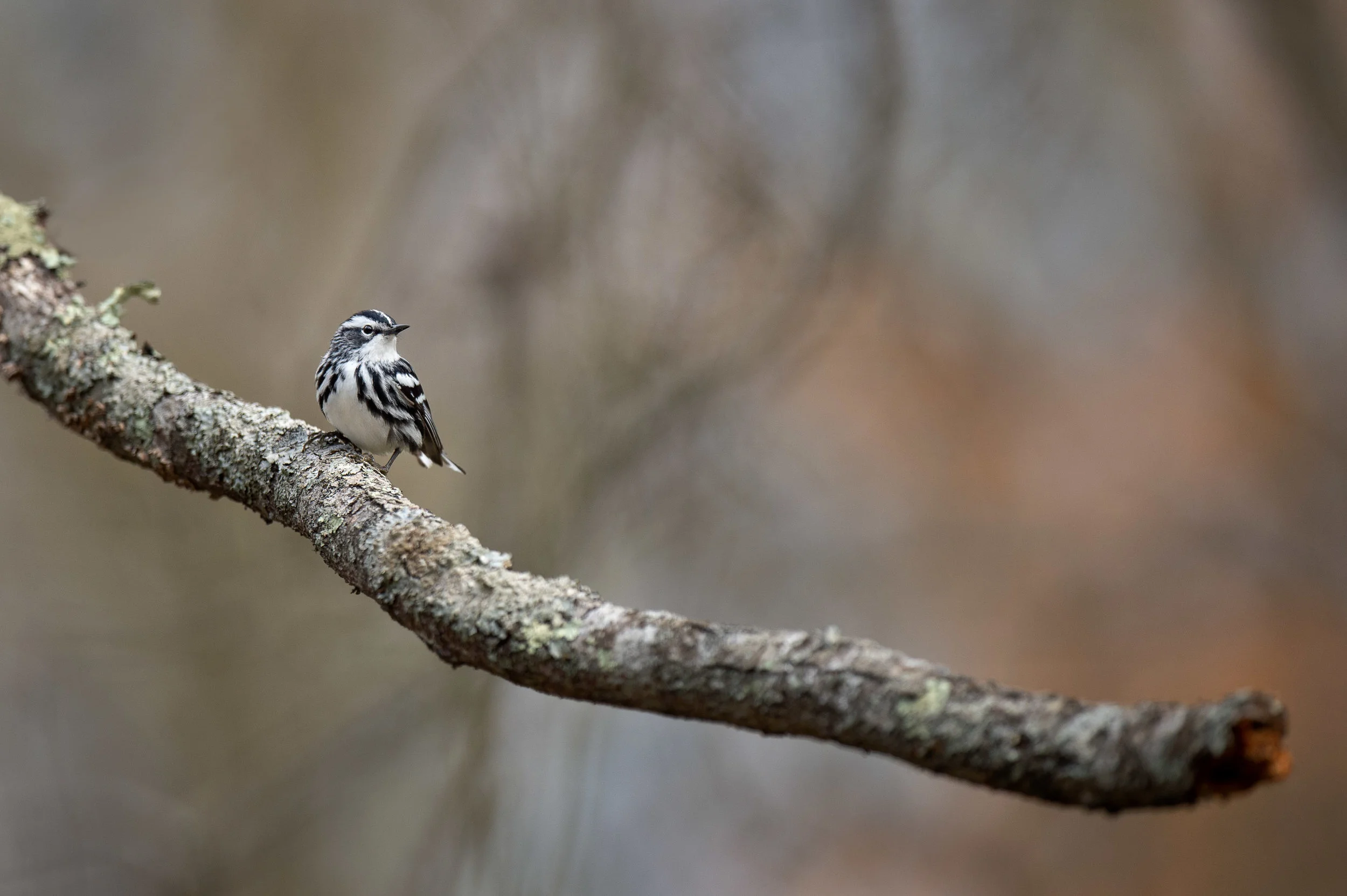 Shorebirds and Warblers - A Day Outing — Ray Hennessy Wildlife