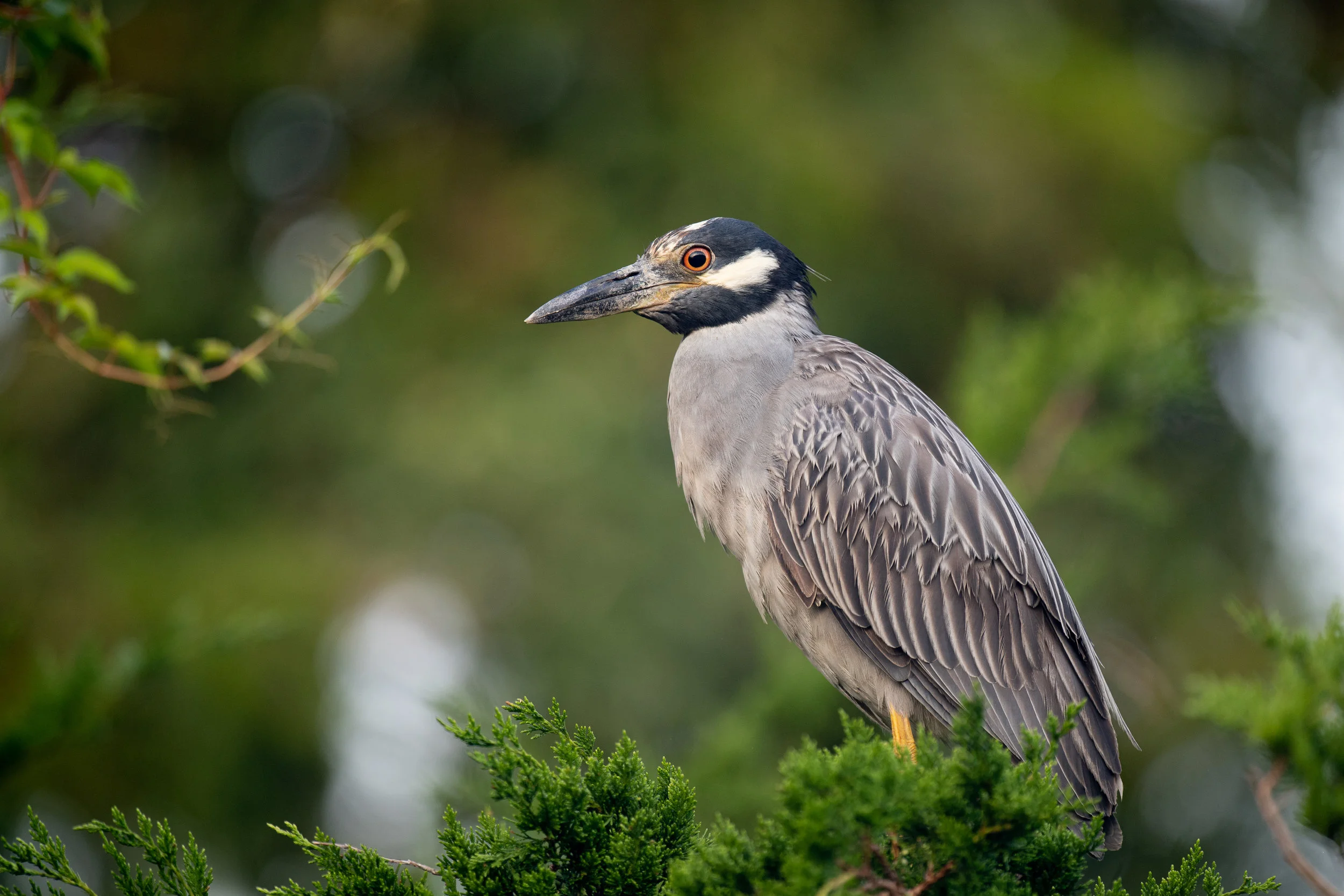 Ocean City Rookery - A Day Outing — Ray Hennessy Wildlife