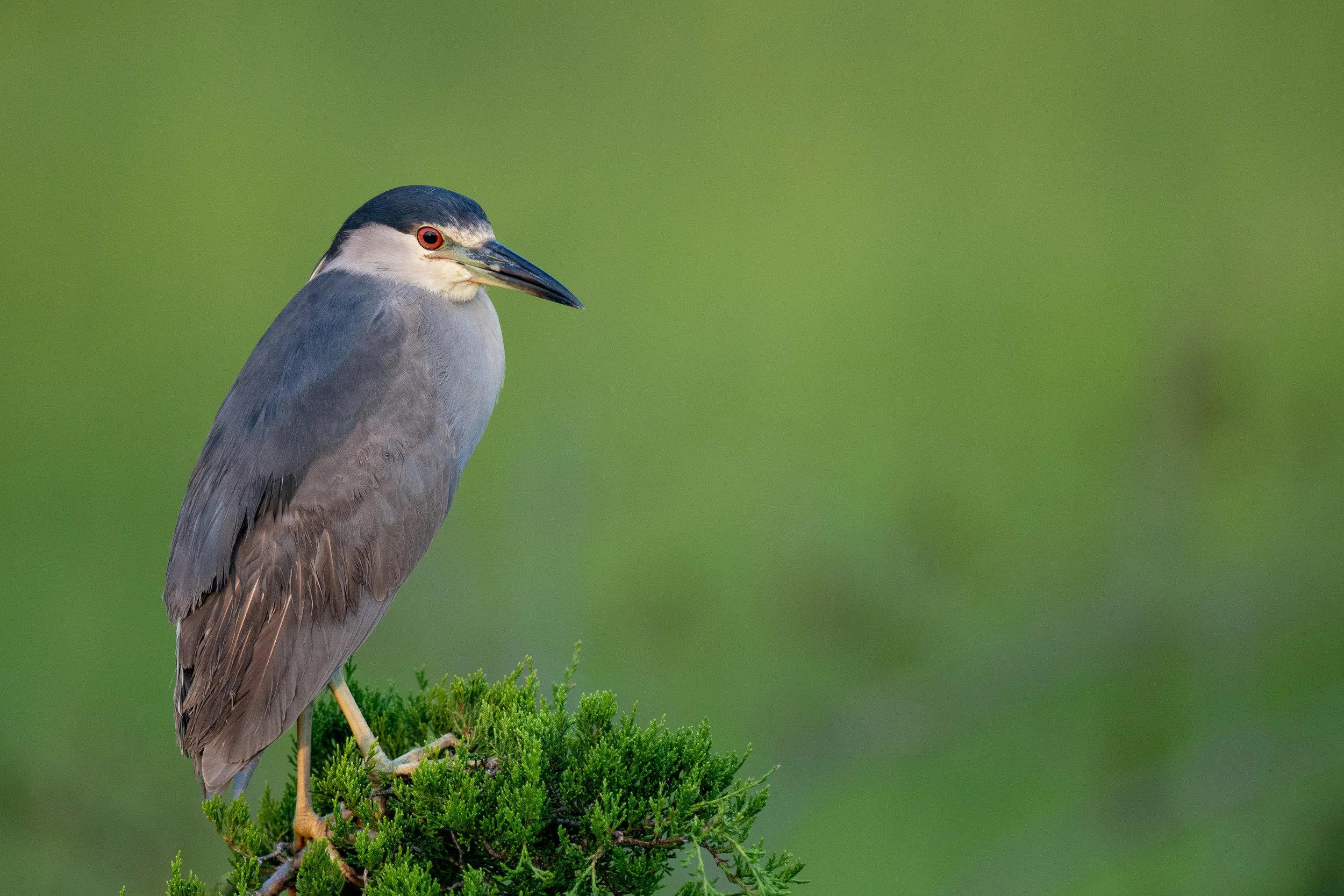 Ocean City Rookery - A Day Outing — Ray Hennessy Wildlife