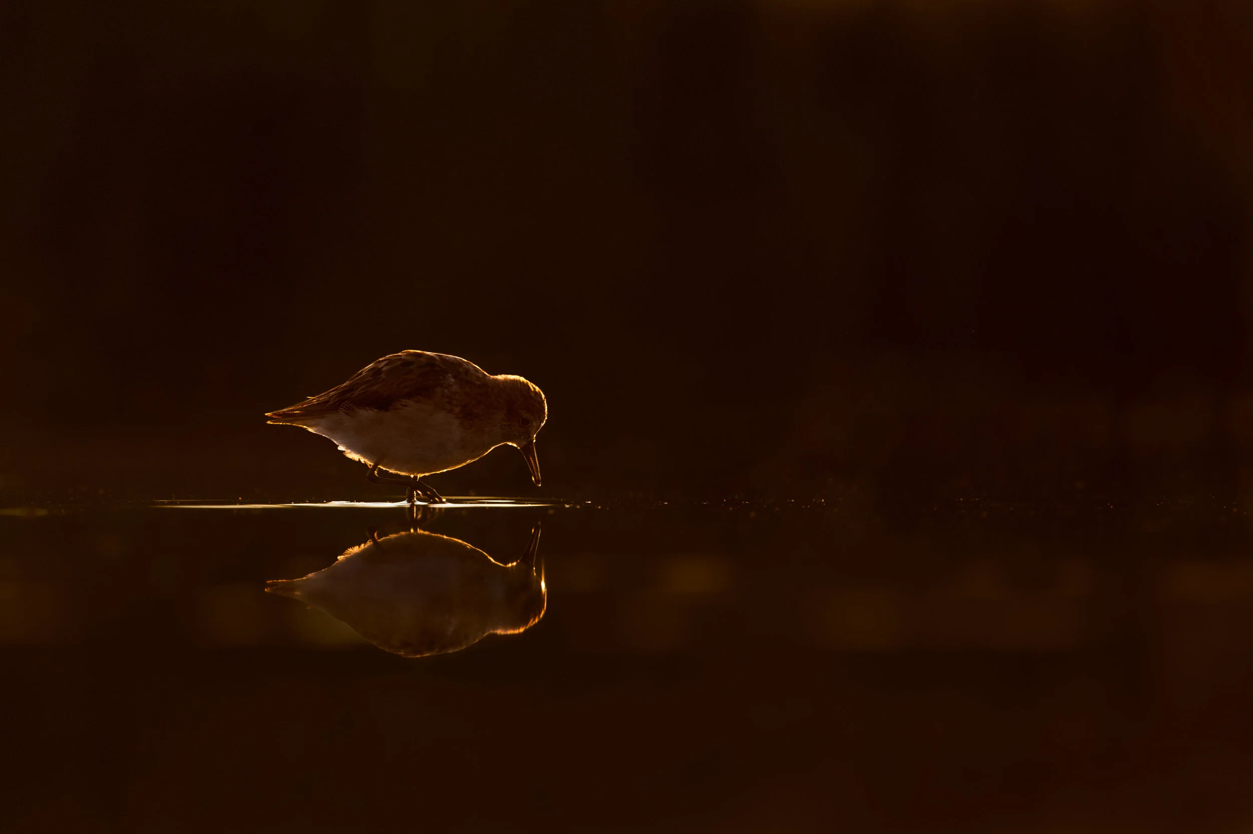 Marshes and Beaches of NJ - A Day Outing — Ray Hennessy Wildlife