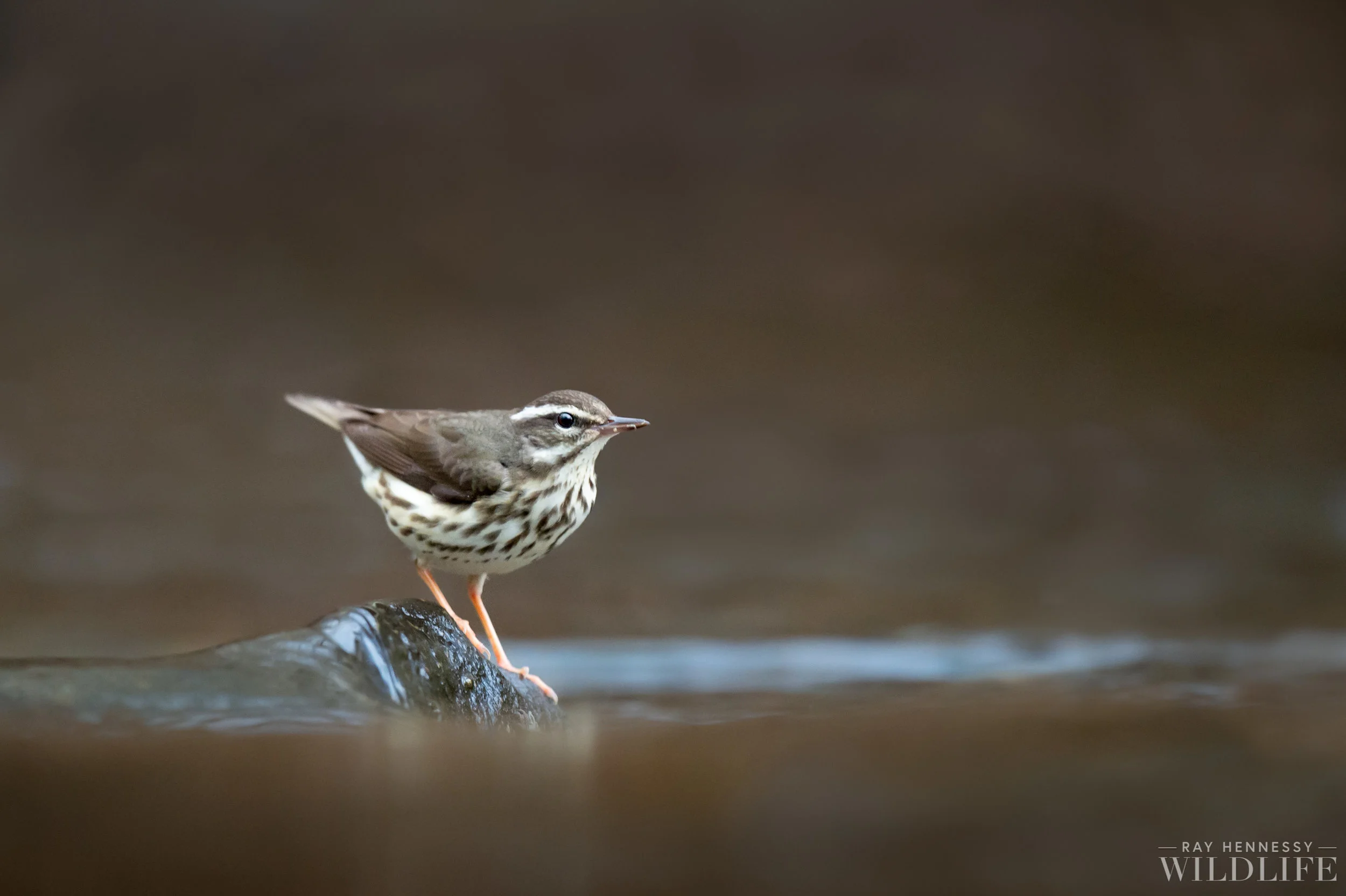 River Rock Perch — Ray Hennessy Wildlife