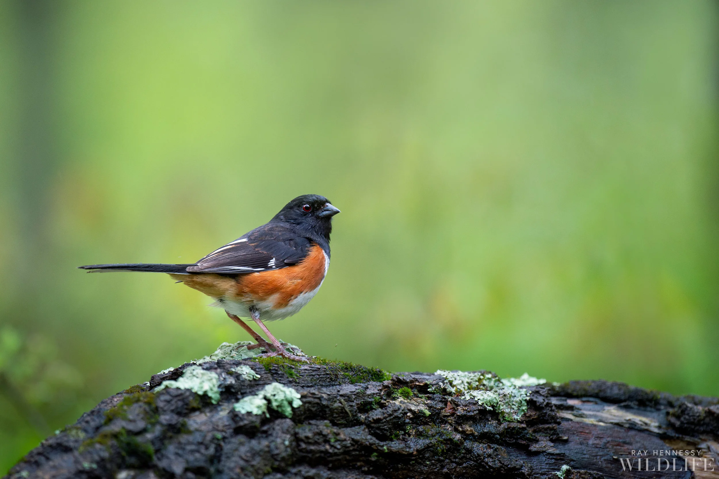 Male Eastern Towhee — Ray Hennessy Wildlife