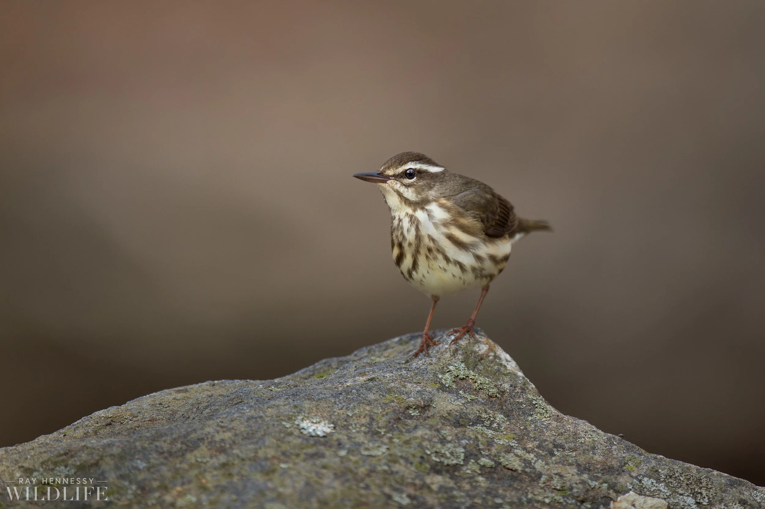 Louisiana Waterthrush - A Day Outing — Ray Hennessy Wildlife