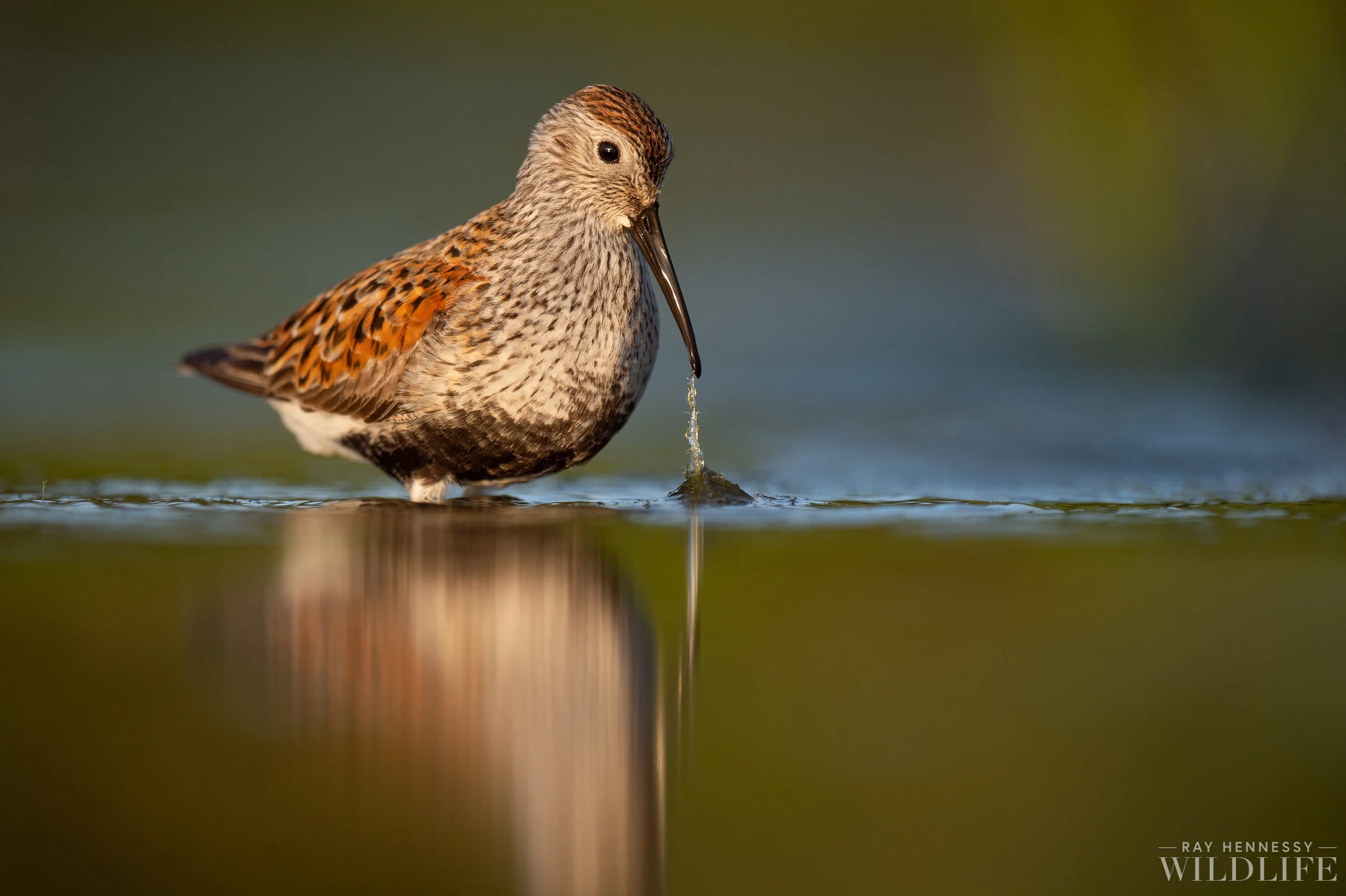 Feeding Dunlin — Ray Hennessy Wildlife