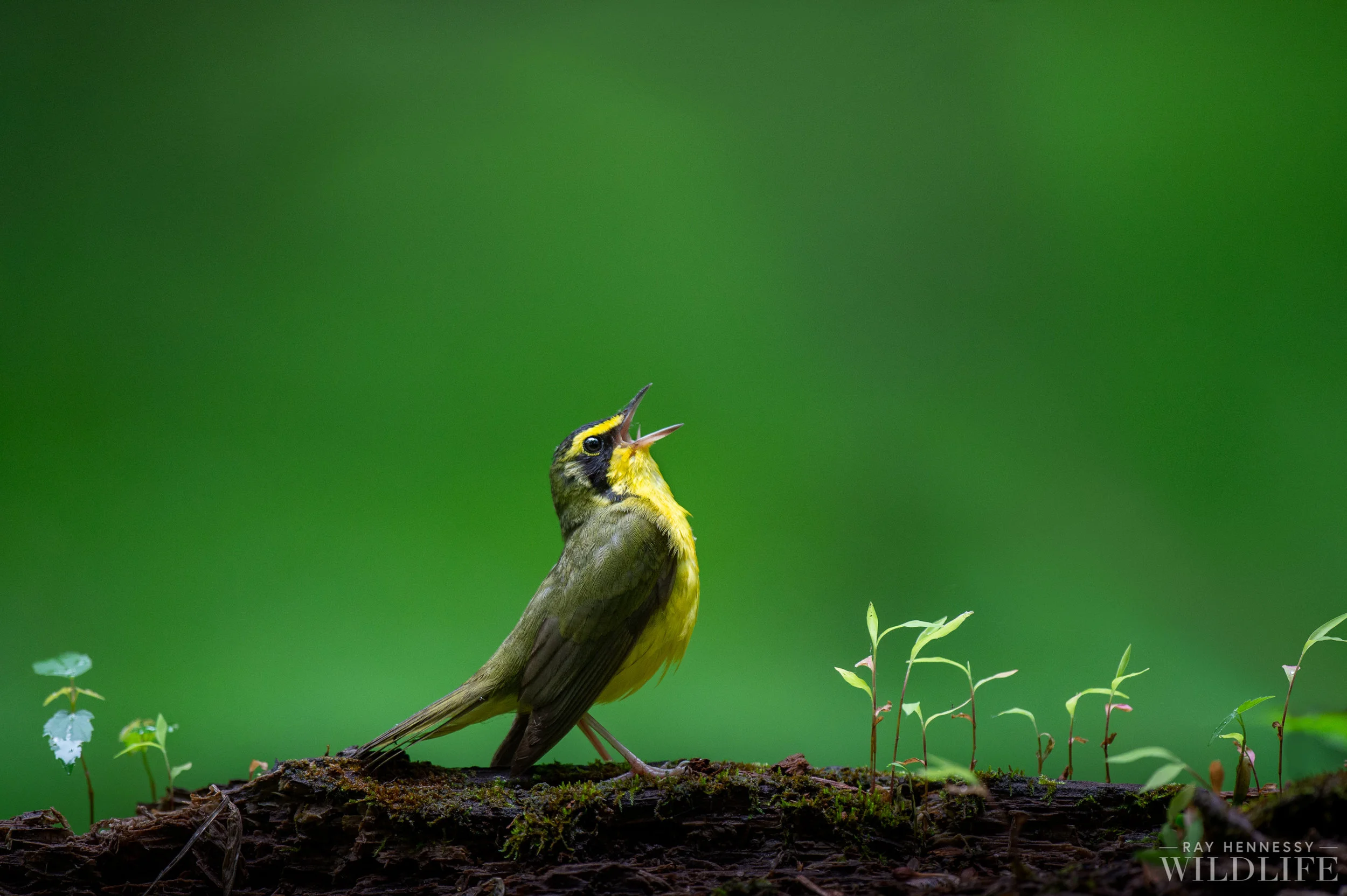 Kentucky Warbler Singing Loudly — Ray Hennessy Wildlife