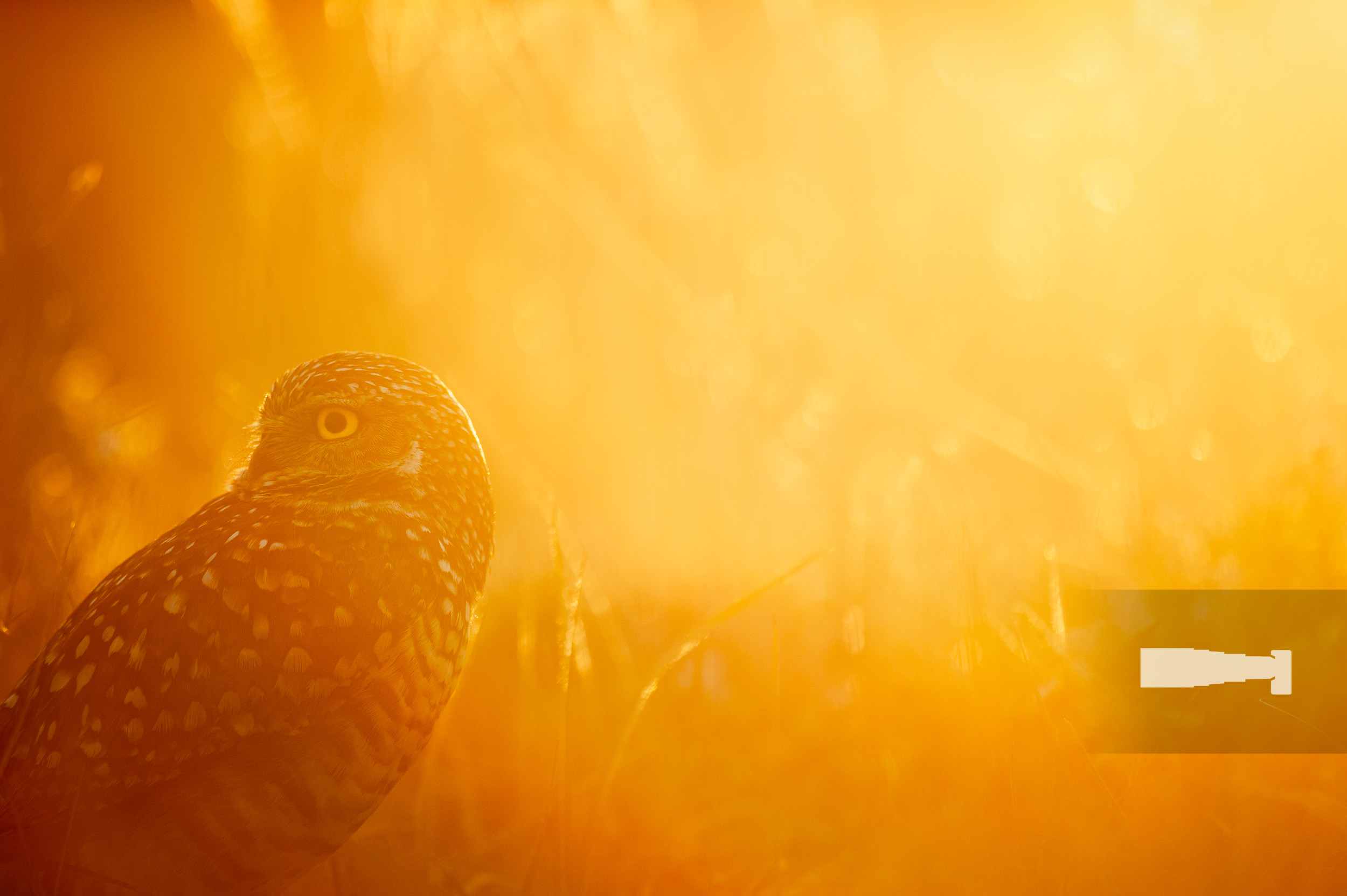 Owl Lens Flare — Ray Hennessy Wildlife