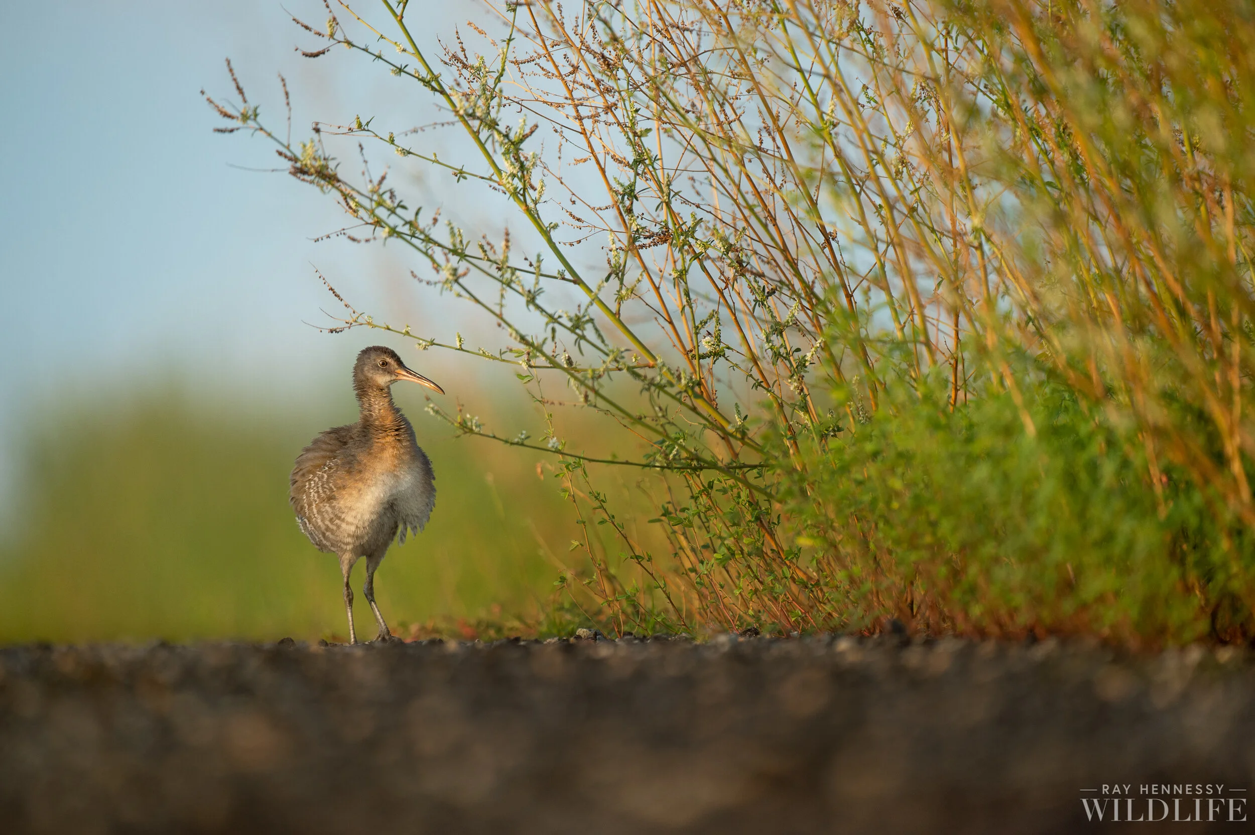 All Ruffled Up Rail — Ray Hennessy Wildlife