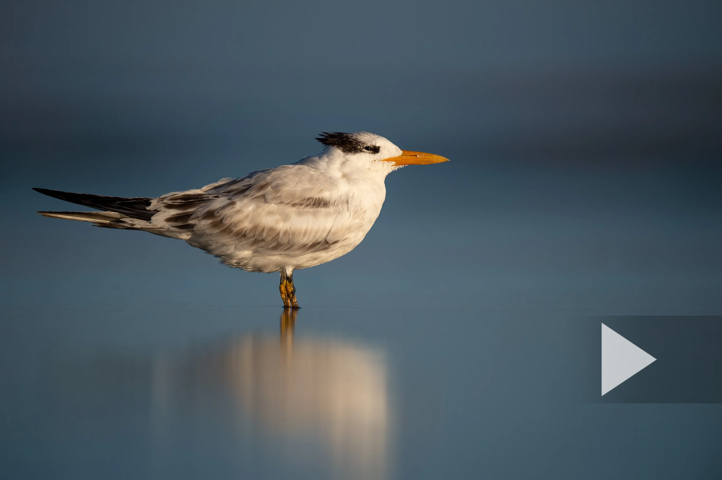 Royal Tern on Wet Sand - Realtime Edit — Ray Hennessy Wildlife