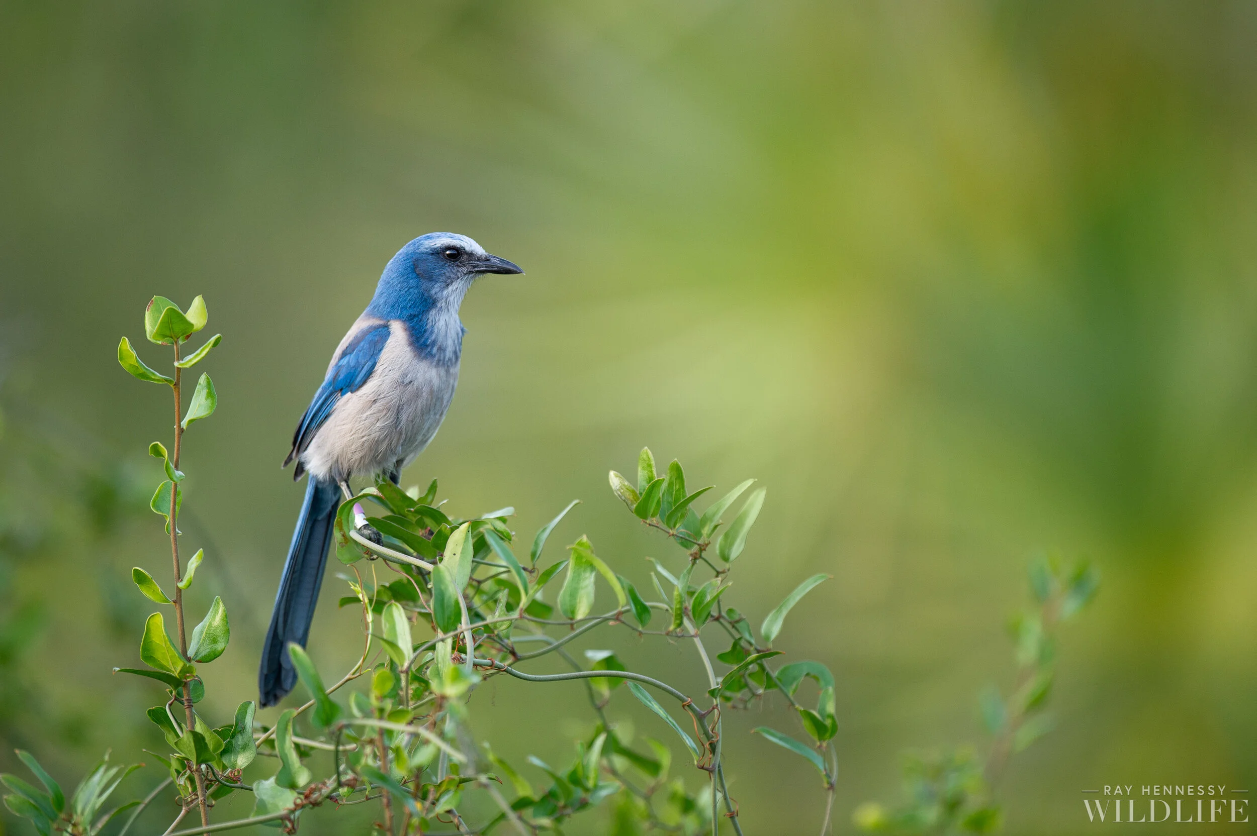 Florida Scrub Jay Portrait — Ray Hennessy Wildlife