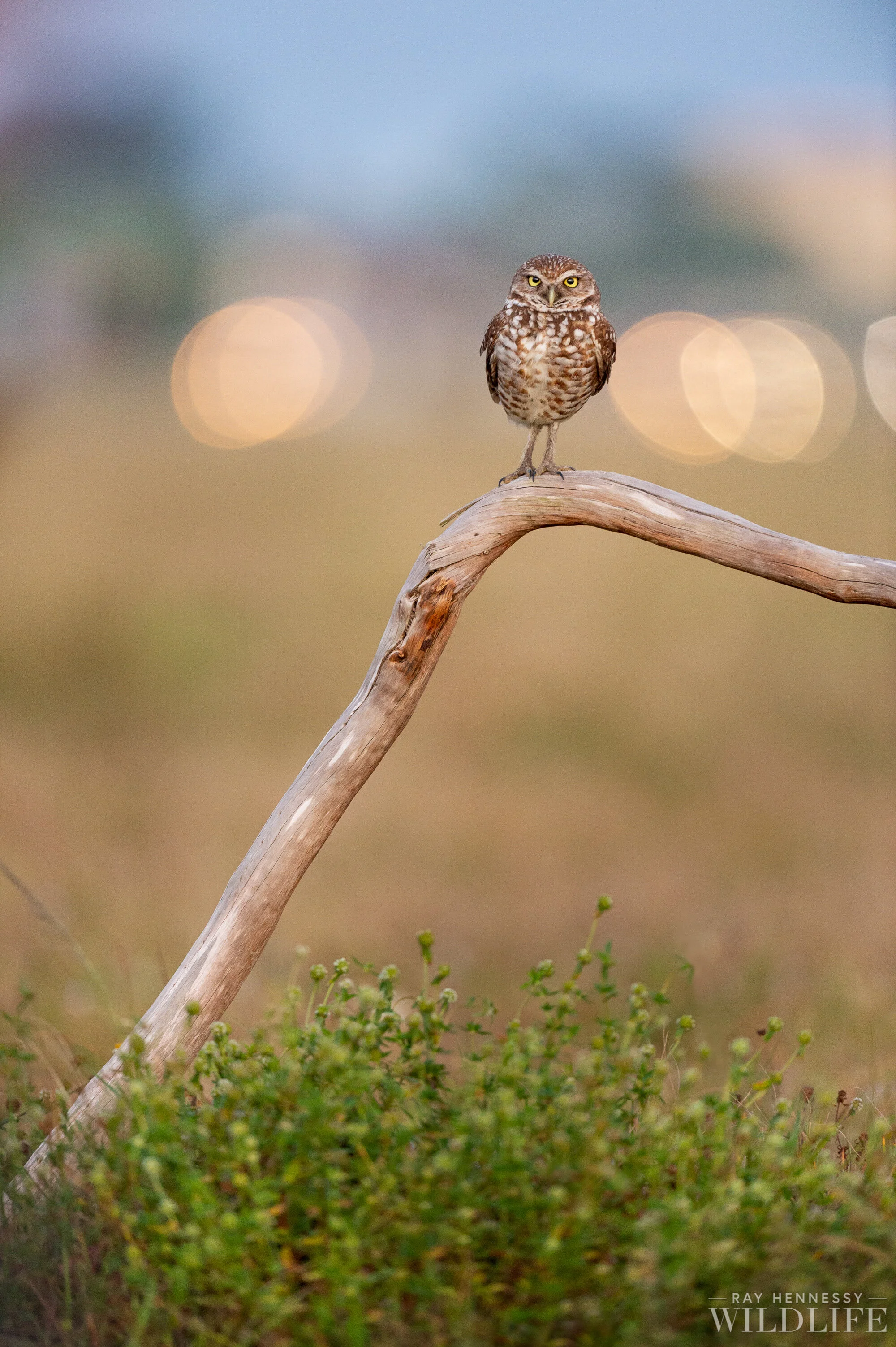 Burrowing Owl Perched at Dusk — Ray Hennessy Wildlife