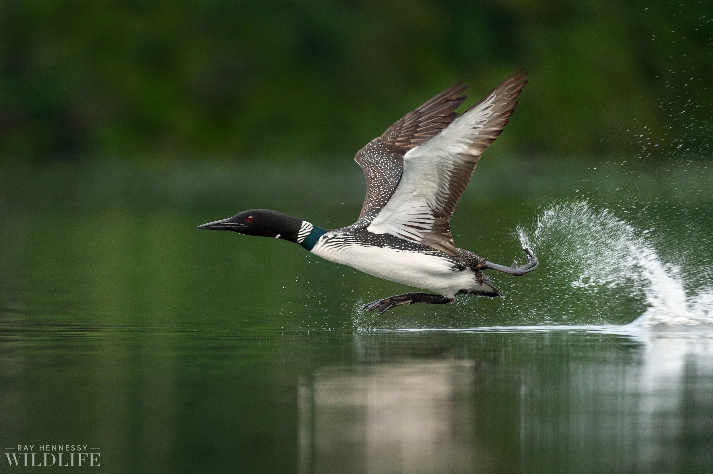 Common Loon Flying