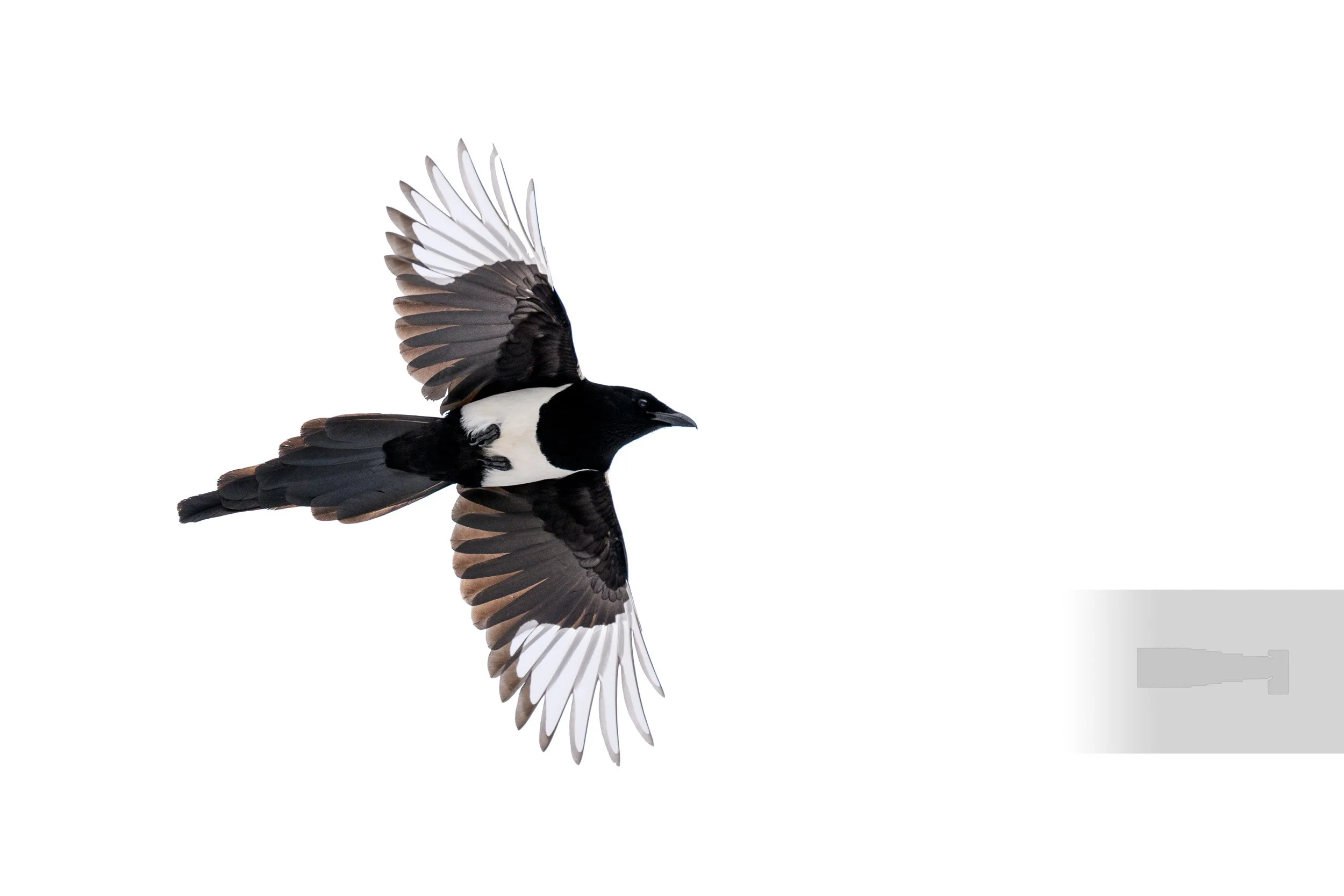 Ray Hennessy Wildlife