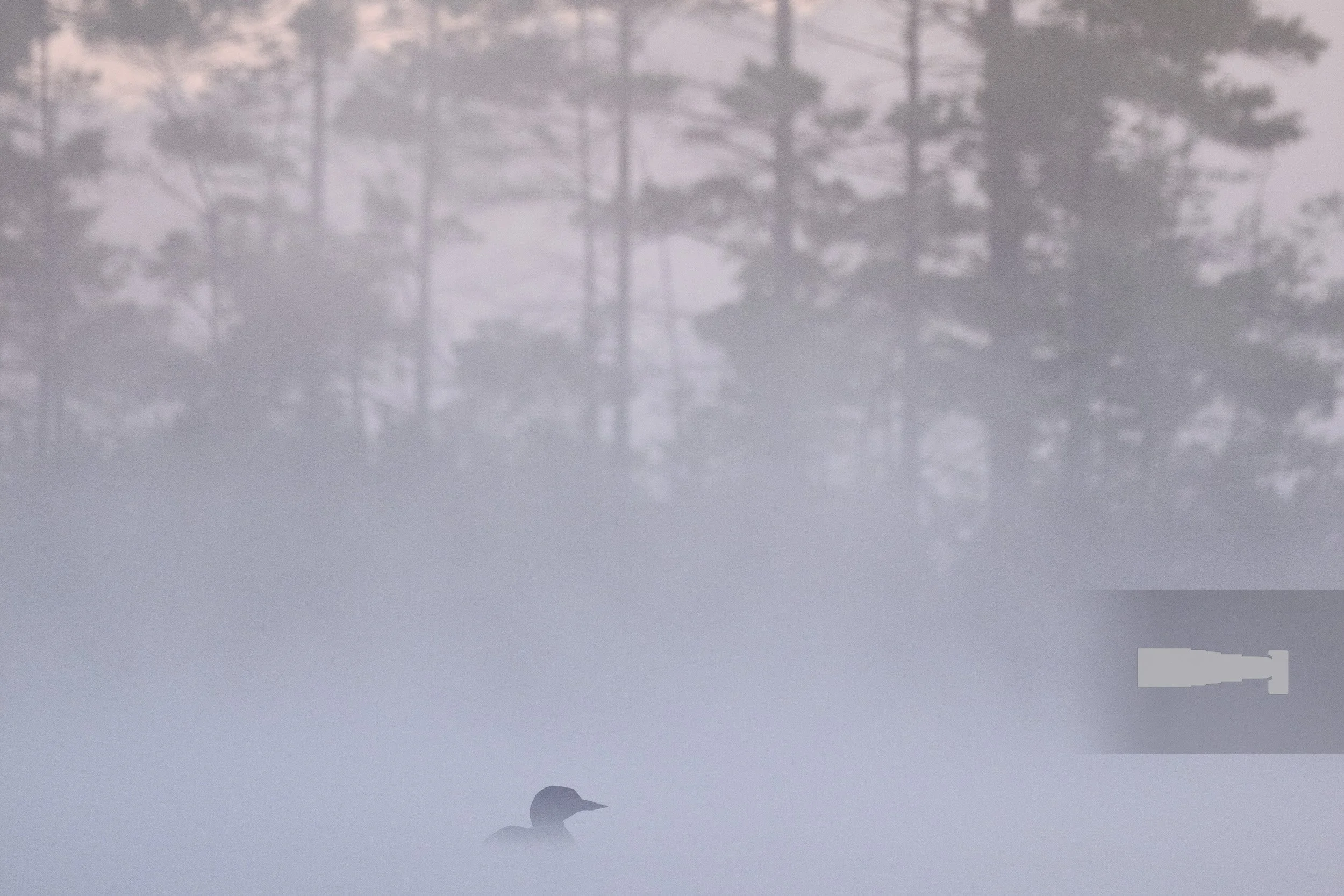 Dissapearing Into the Fog — Ray Hennessy Wildlife