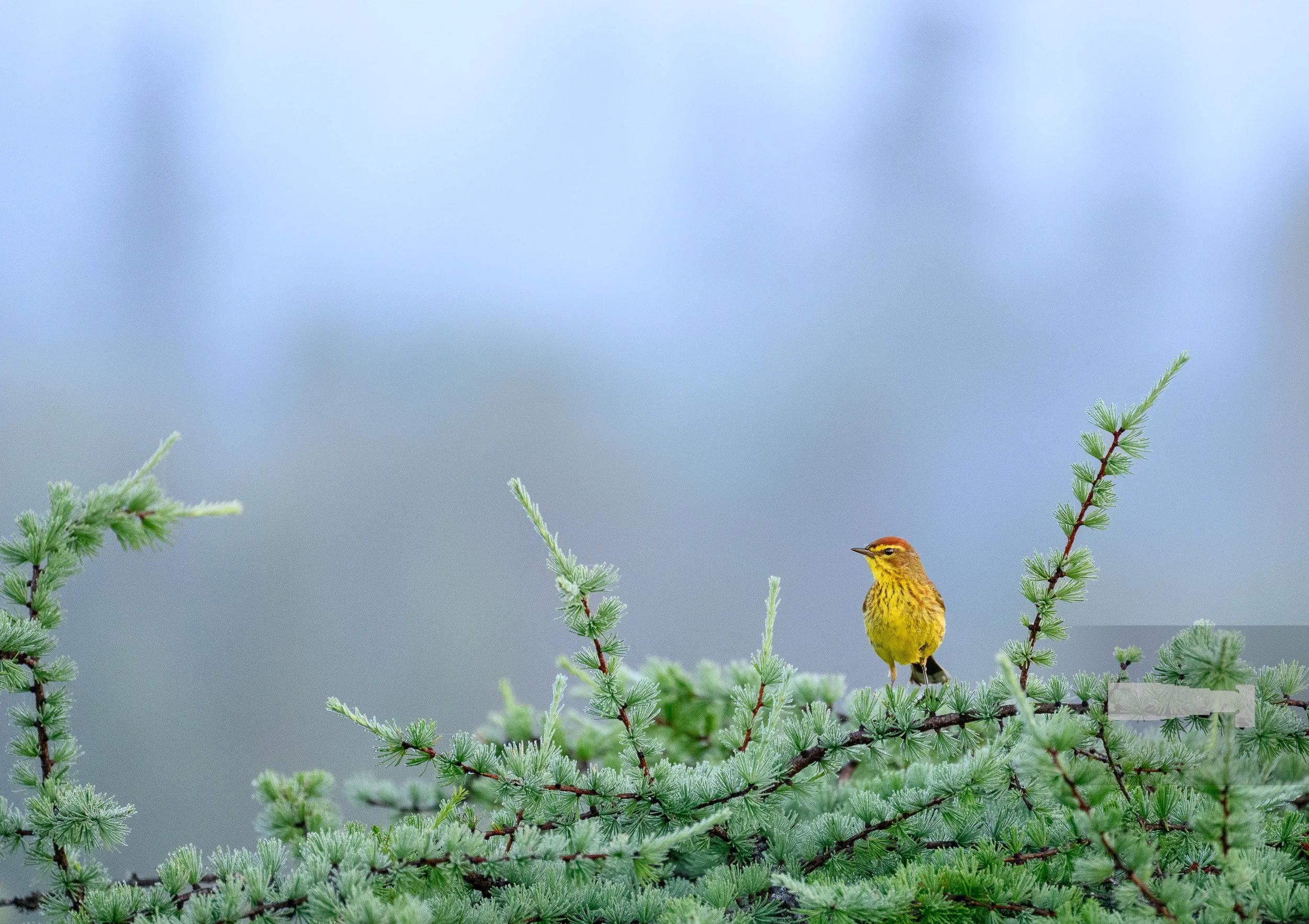Ray Hennessy Wildlife