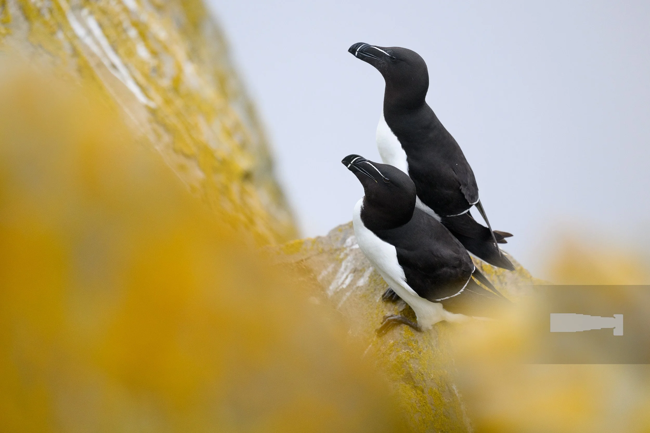 Razorbill Pair — Ray Hennessy Wildlife