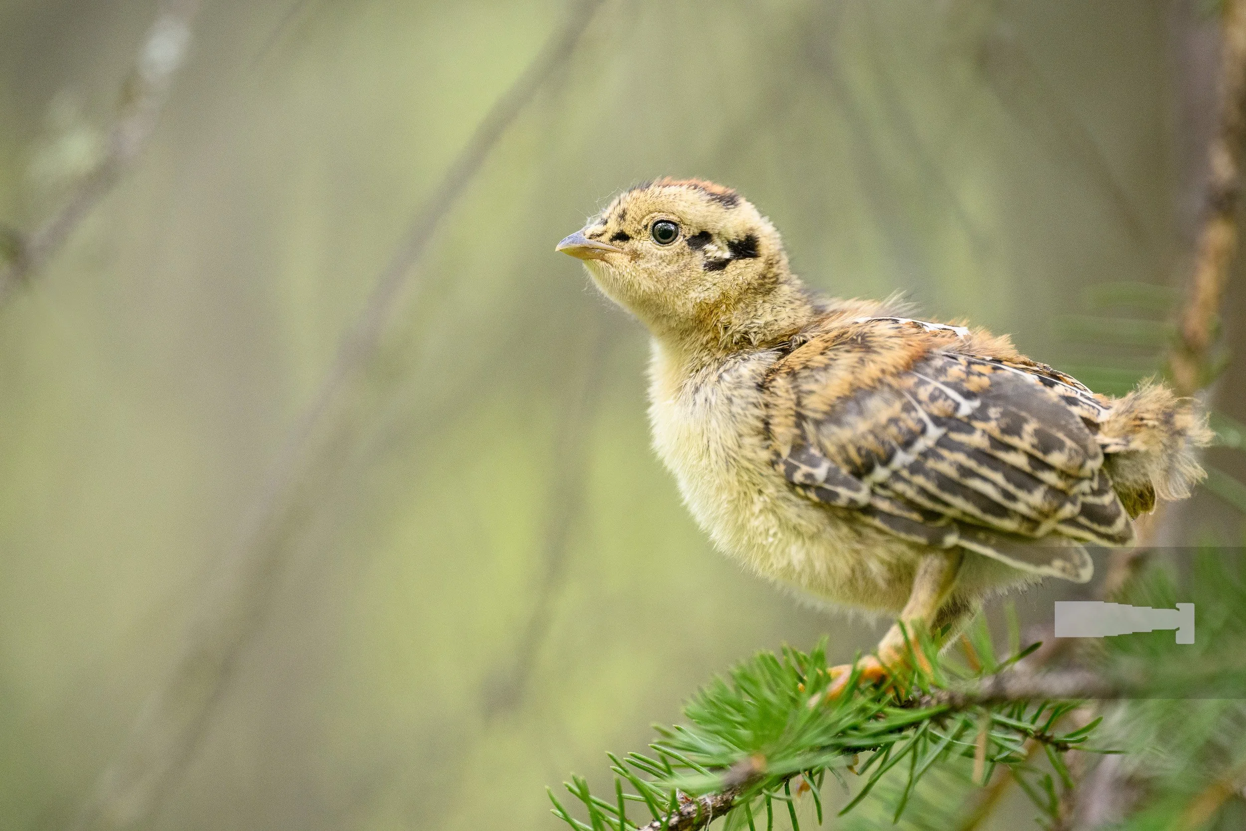 Ray Hennessy Wildlife