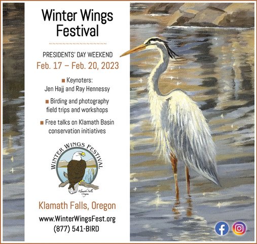 Winter Wings Festival - Presentation — Ray Hennessy Wildlife