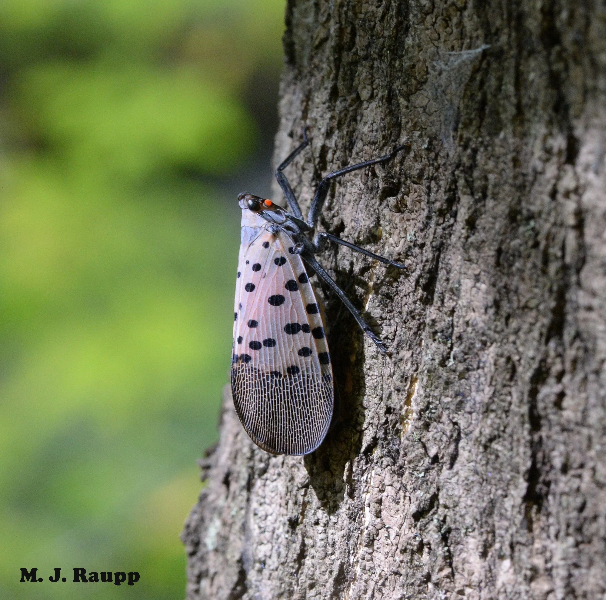 Underway: doomed flights of spotted lanternflies in the DMV - Spotted ...