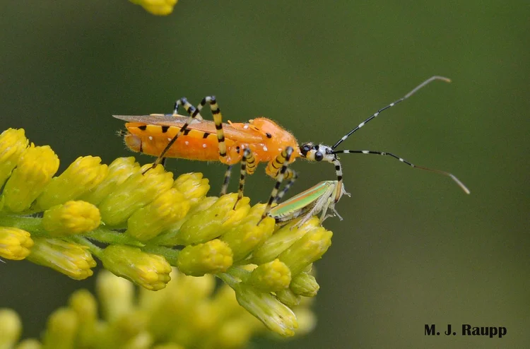 Bugs in orange and black – Three spooky assassins: milkweed assassin ...