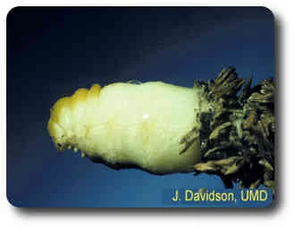 Snap to it and bag a bagworm! - Thyridopteryx ephemeraeformis — Bug of ...
