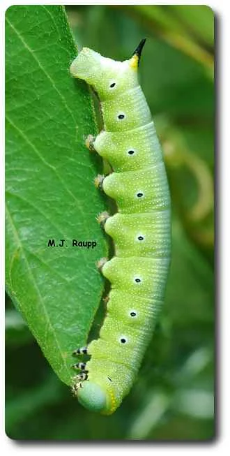 Hummingbird Clearwing Moth Caterpillar