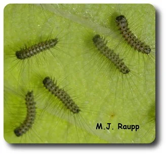 Worldwide webworm - Fall webworm, Hyphantria cunea — Bug of the Week