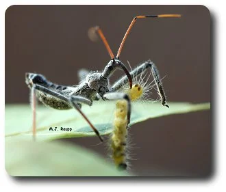 Worldwide webworm - Fall webworm, Hyphantria cunea — Bug of the Week