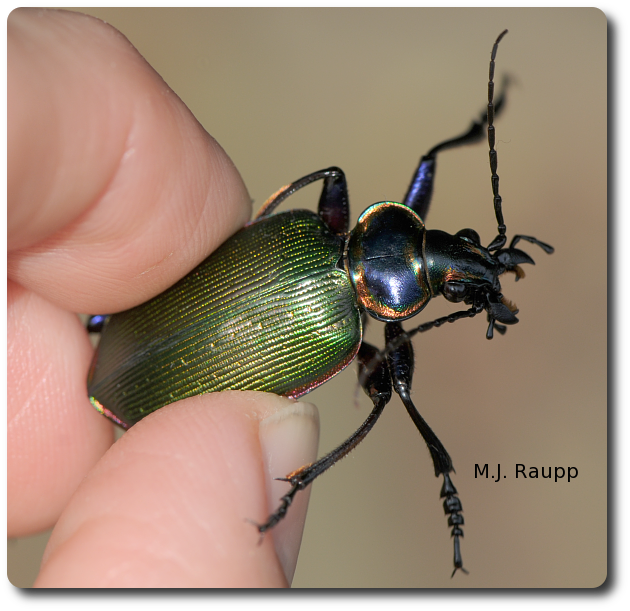 Run, Forest, run - Fiery searcher, Calosoma scrutator — Bug of the Week