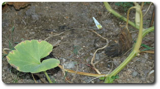 Pumpkins beware - Squash vine borer, Melittia cucurbitae — Bug of the Week