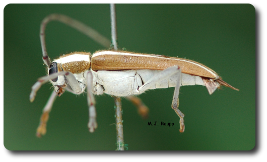 Drought, borers and dead trees - Roundheaded borers, Cerambycidae — Bug ...