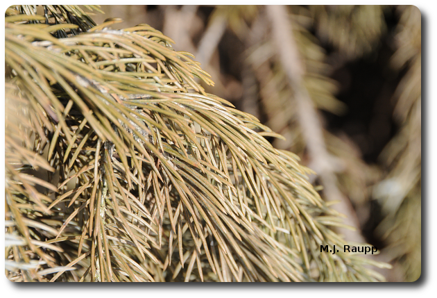 Brown, blue spruce and spruce spider mite, Oligonychus ununguis — Bug ...