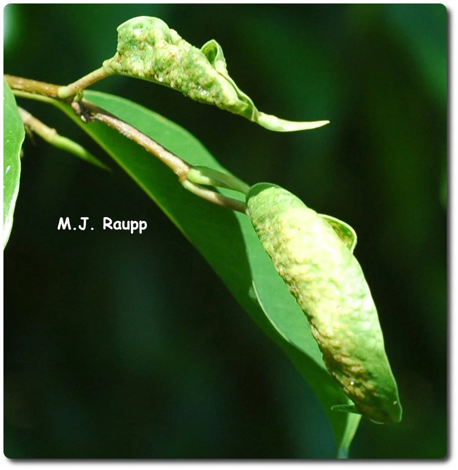 The hottest bug north of Havana - Cuban laurel thrips, Gynaikothrips ...
