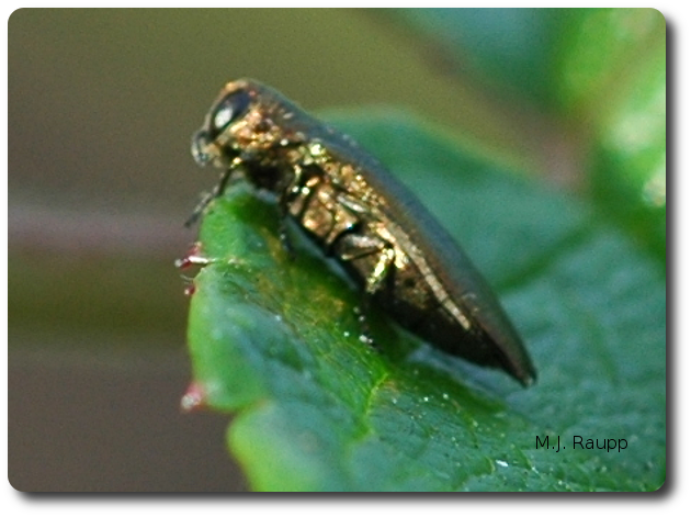 Gnarly roses - Rose Stem Girdler, Agrilus aurichalceus — Bug of the Week