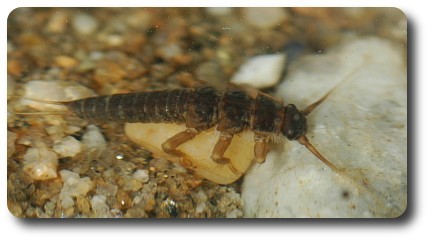 Ever seen a stone fly? - Winter stoneflies, Family Taeniopterigidae ...