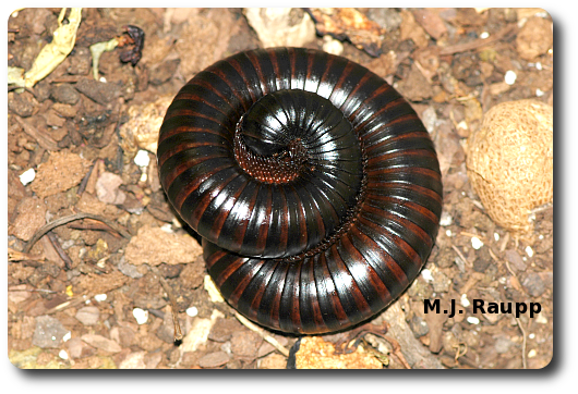 Giant African Millipede Cyanide