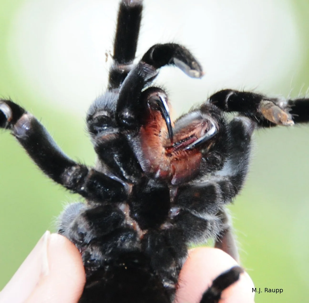 You make me feel like dancin' - Tarantulas, Brachypelma sp. — Bug of ...