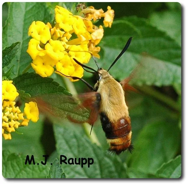 Summer hummer - Hummingbird moth, Hemaris thysbe — Bug of the Week