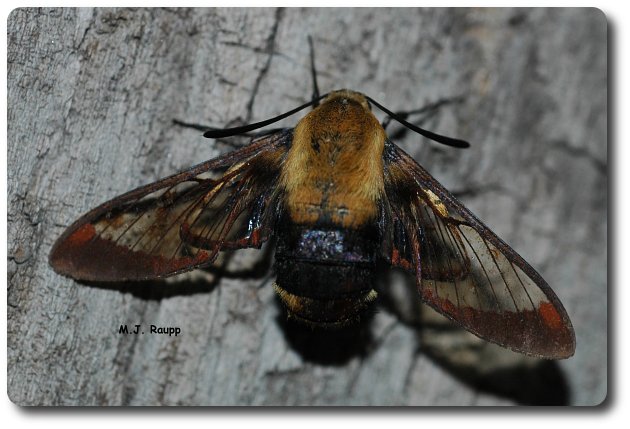 Summer hummer - Hummingbird moth, Hemaris thysbe — Bug of the Week
