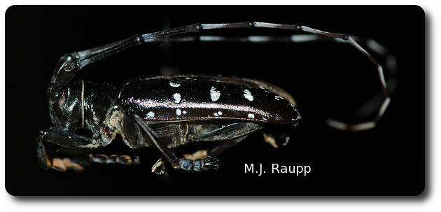 Starry sky beetle - Asian longhorned beetle, Anoplophora glabripennis ...