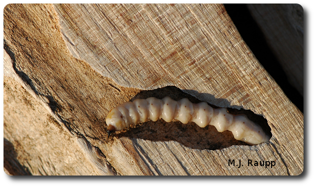 Starry sky beetle - Asian longhorned beetle, Anoplophora glabripennis ...