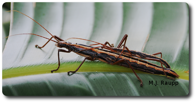 Big mamma - Twostriped walkingstick, Anisomorpha buprestoides — Bug of ...