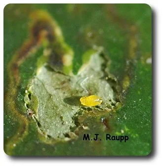 The holly and the native holly leaf miner - Phytomyza ilicicola — Bug ...