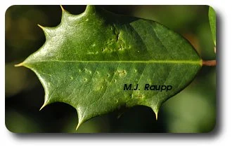 The holly and the native holly leaf miner - Phytomyza ilicicola — Bug ...
