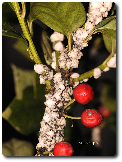 The holly and the wax scale - Ceroplastes sp. — Bug of the Week