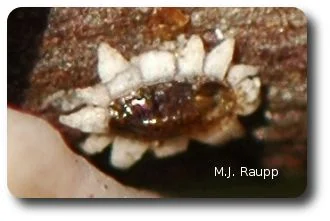 The holly and the wax scale - Ceroplastes sp. — Bug of the Week