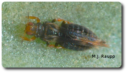 The Holly and Ivy: A two part series - This week, ivy and thrips ...