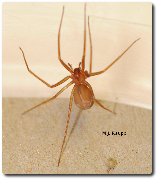 Capitol spiders - Mediterranean recluse, Loxosceles rufescens — Bug of ...
