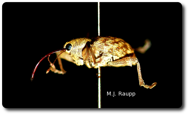 Large schnozzolas - Acorn weevils, Curculio sp. — Bug of the Week