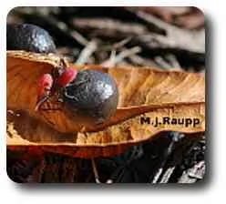 Rain tree surprise - Golden rain tree bug, Jadera haematoloma — Bug of ...